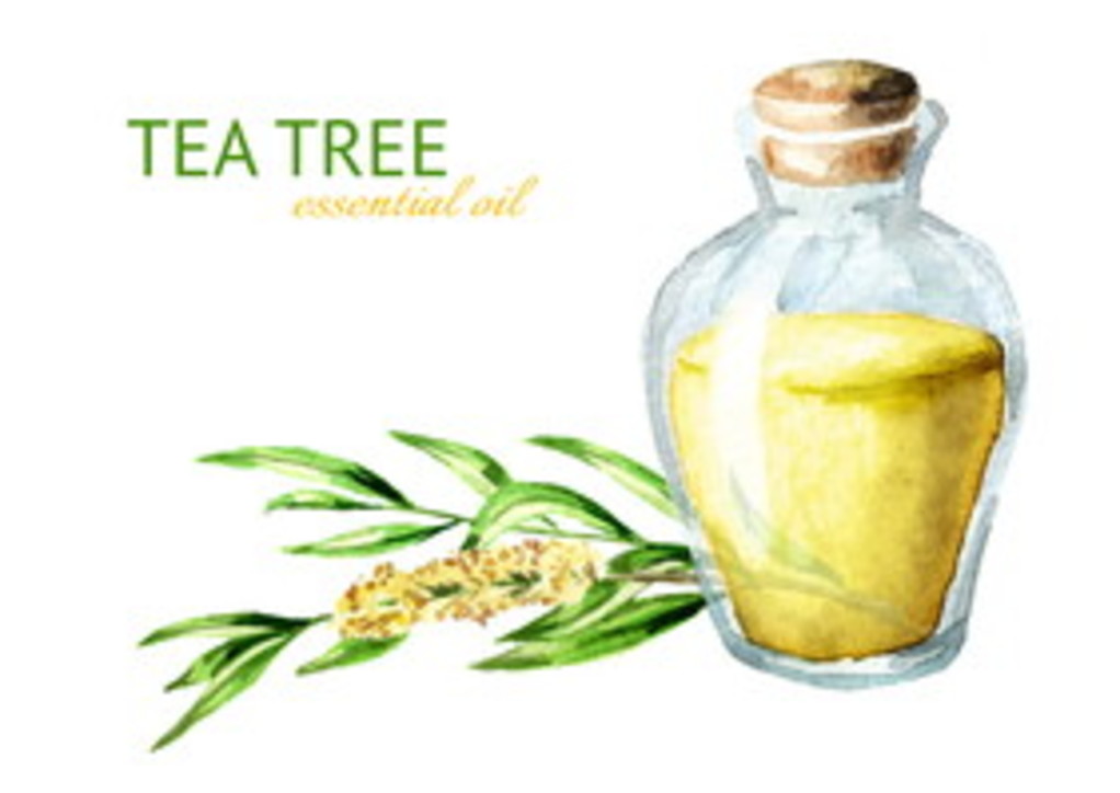 Tea tree oil, un piccolo concentrato di virtù da tenere sempre in ...