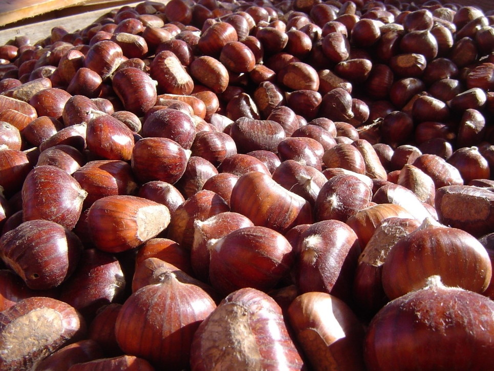 Emilia Romagna, la stagione giusta per andare a marroni - Tgcom24