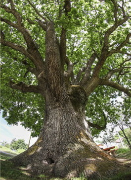 E' il platano di Curinga a rappresentare l'Italia nel contest "European ...