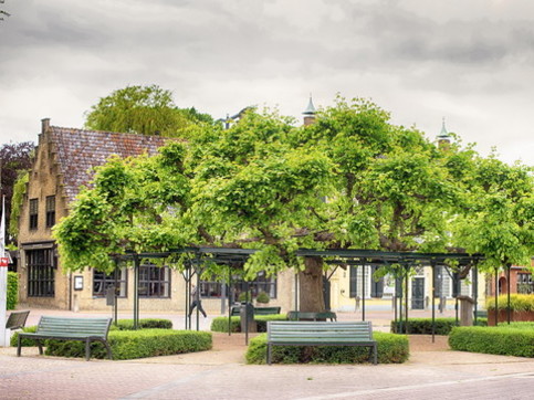 E' il platano di Curinga a rappresentare l'Italia nel contest "European ...