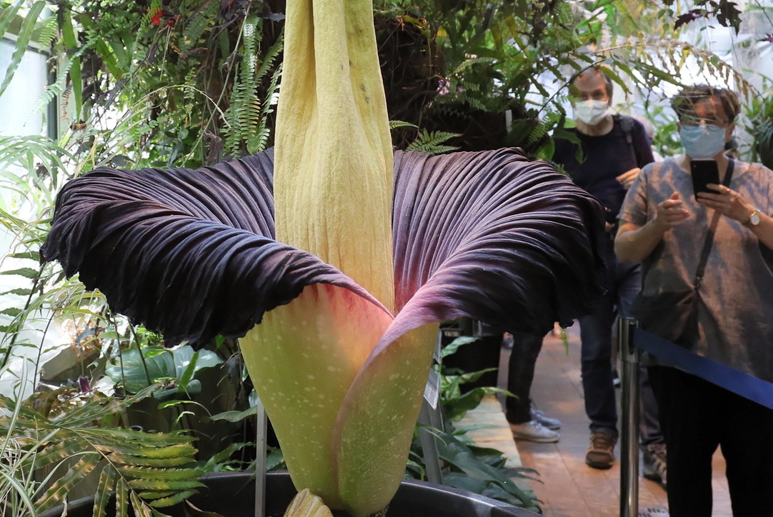 Polonia, centinaia in coda per vedere sbocciare il fiore "cadavere ...