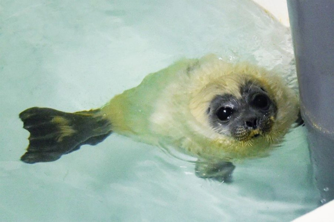 Ecco Arale, la baby foca mascotte dell'Acquario di Osaka - Tgcom24