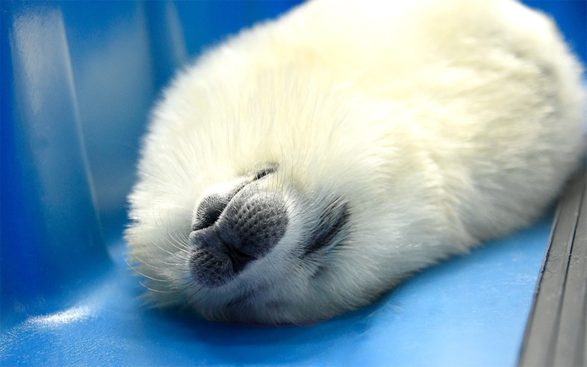 Ecco Arale, la baby foca mascotte dell'Acquario di Osaka - Tgcom24