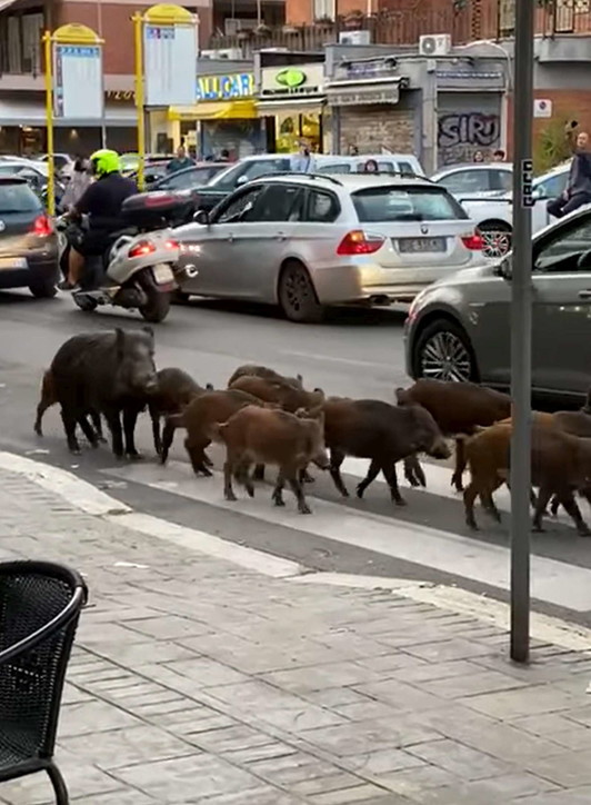 Cinghiali a Roma, i residenti di alcuni quartieri si impongono il ...