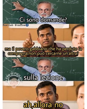 "Povero gabbiano", i meme che girano sui social