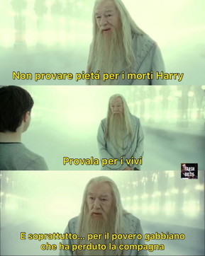 "Povero gabbiano", i meme che girano sui social