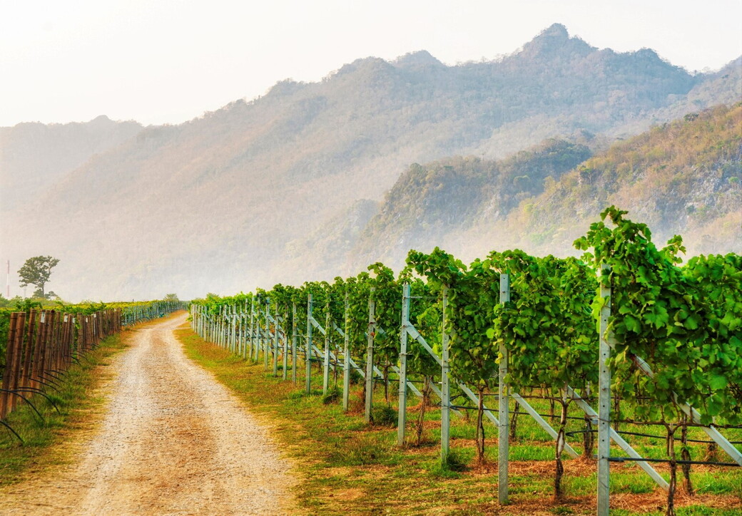 Paesaggi di… vini: i vigneti più curiosi del mondo