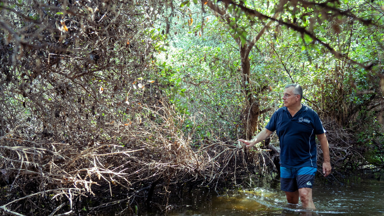 Il progetto che valuta lo stato di salute delle mangrovie nell'area ...
