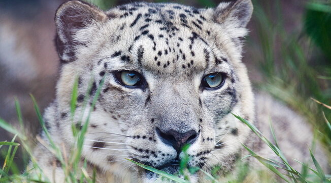 Restano meno di 7.000 leopardi delle nevi in 12 Paesi dell'Asia Centrale