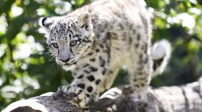 Restano meno di 7.000 leopardi delle nevi in 12 Paesi dell'Asia Centrale