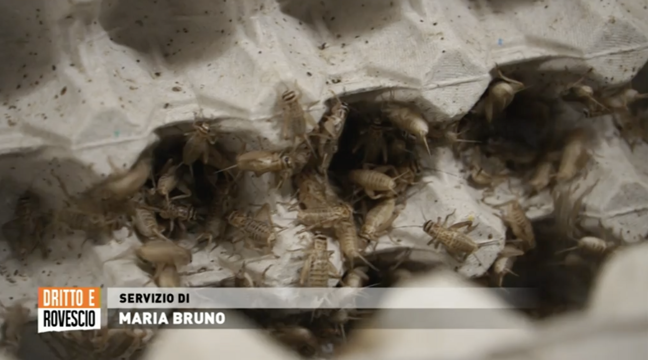 Grilli a tavola, gli allevatori: "Li trasformiamo in farina"