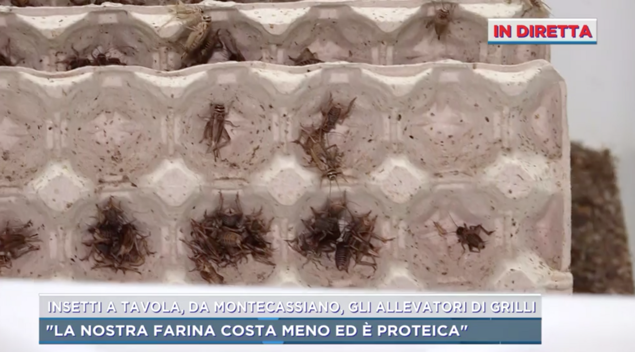 Insetti, l'allevamento di grilli: "La nostra farina è più sana"