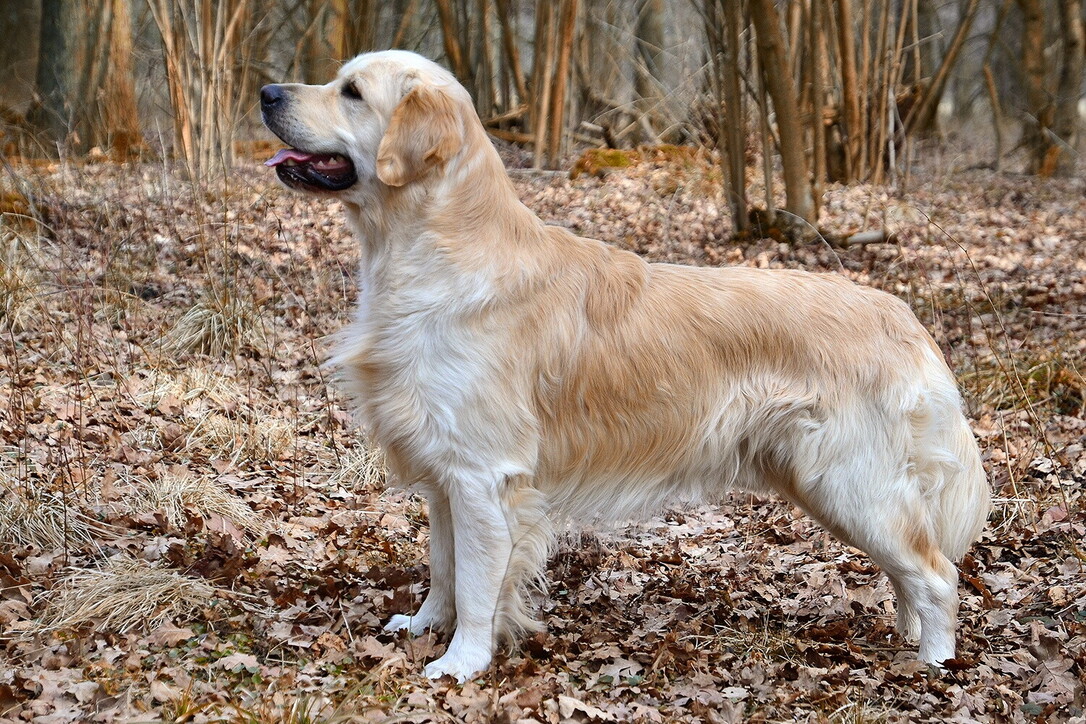 Qual è la razza di cane più intelligente al mondo?