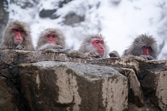 Snow Monkey Park: la SPA delle scimmie delle nevi
