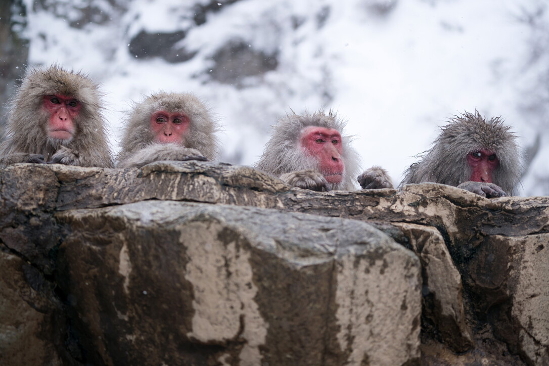 Snow Monkey Park: la SPA delle scimmie delle nevi