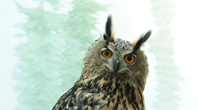 New York, gufo Flaco fuggito dallo zoo: ricercato