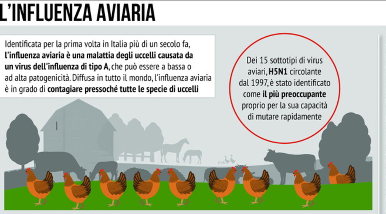 Aviaria, sottotipi e zone colpite: ecco cos'è la "malattia degli uccelli"