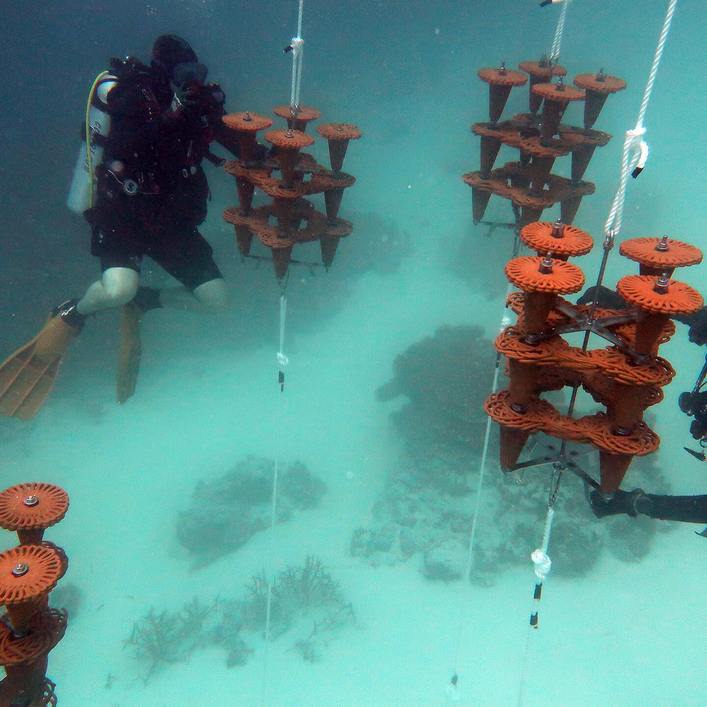 Le tecniche di Coral Restoration sempre più all'avanguardia del MaRHE ...
