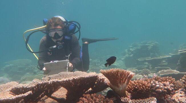 Le tecniche di Coral Restoration sempre più all'avanguardia del MaRHE ...
