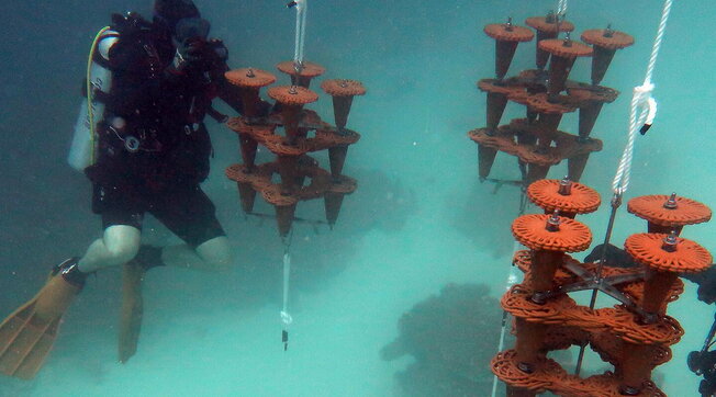 Le tecniche di Coral Restoration sempre più all'avanguardia del MaRHE ...