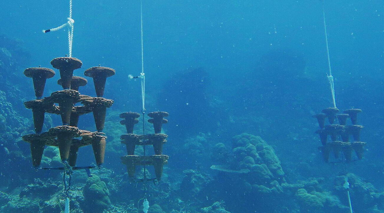 Restaurare le barriere coralline: l'impegno del Marhe Center alle Maldive