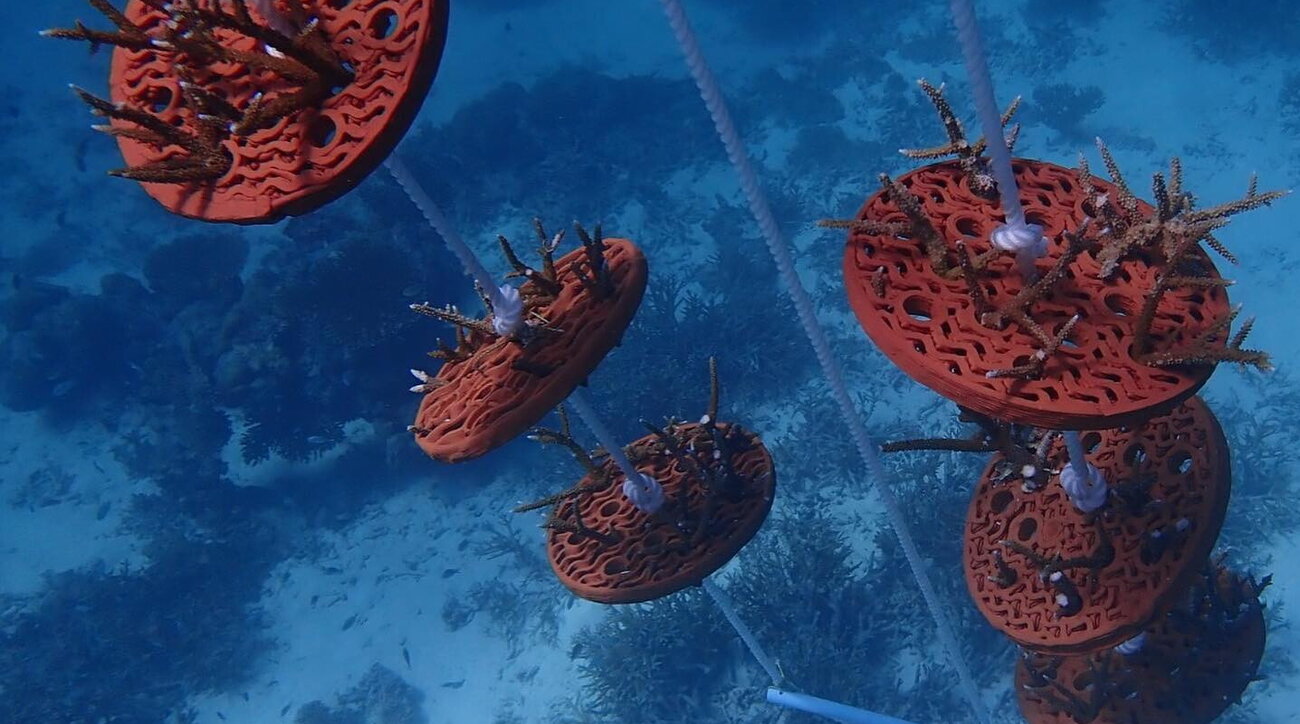 Restaurare le barriere coralline: l'impegno del Marhe Center alle Maldive