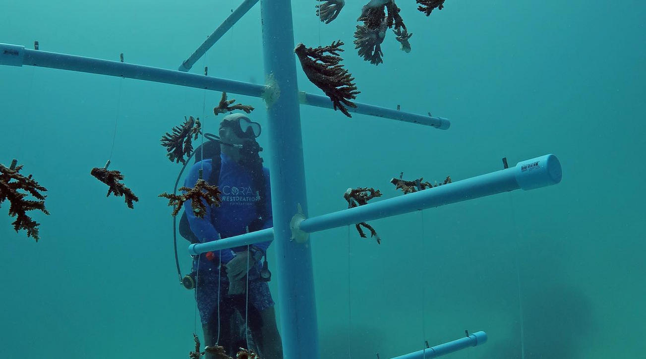 Restaurare le barriere coralline: l'impegno del Marhe Center alle Maldive