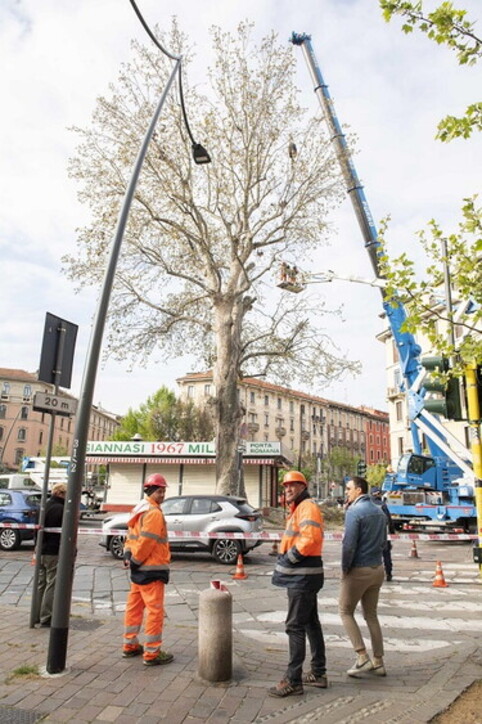 Milano, abbattuto il platano monumentale di piazza Buozzi | I residenti ...