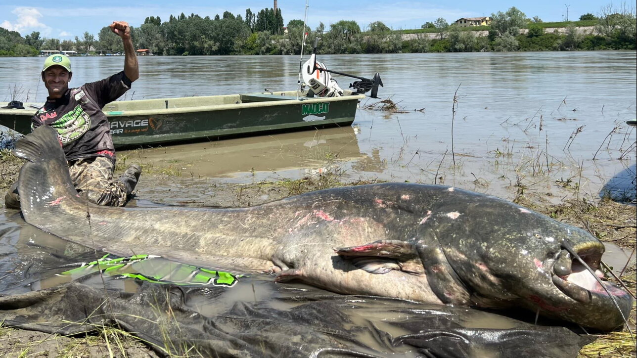 Fotogallery - Mantova, cattura "il mostro del Po" e poi lo libera ...