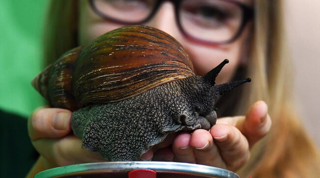 Florida, invasione di lumache giganti africane