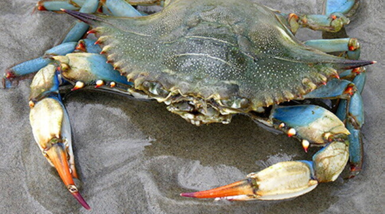 Granchio blu, Coldiretti: cucinarlo per contrastare l'invasione