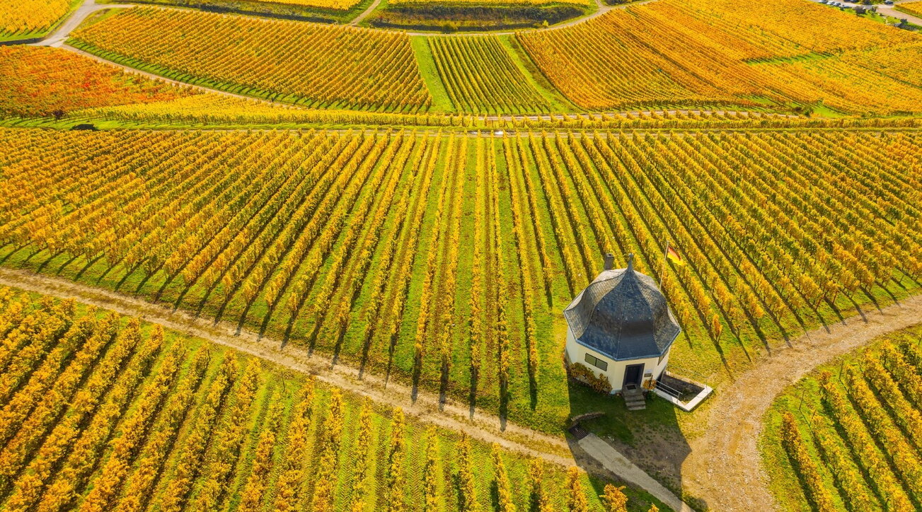 Disegni di vini: i vigneti che trasformano le colline in quadri