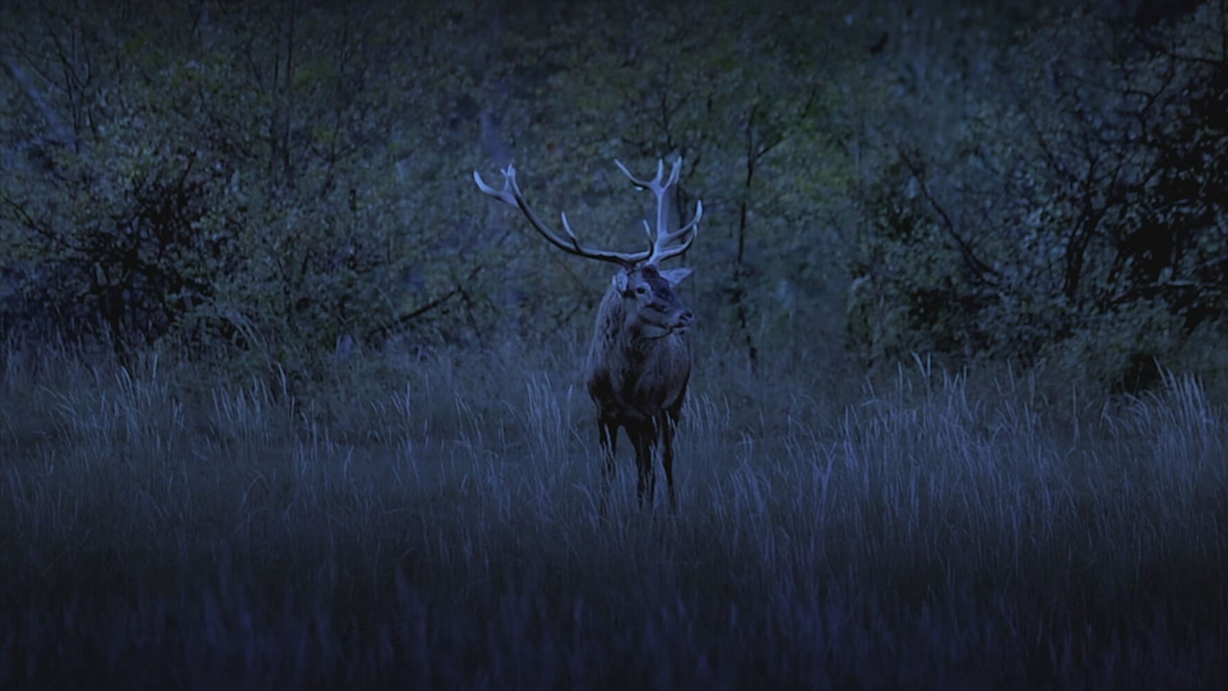 Il censimento del cervo e del lupo nel Parco nazionale delle Foreste ...