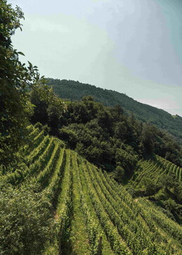 Dall'Etna all'Alto Adige: i vigneti di montagna più belli